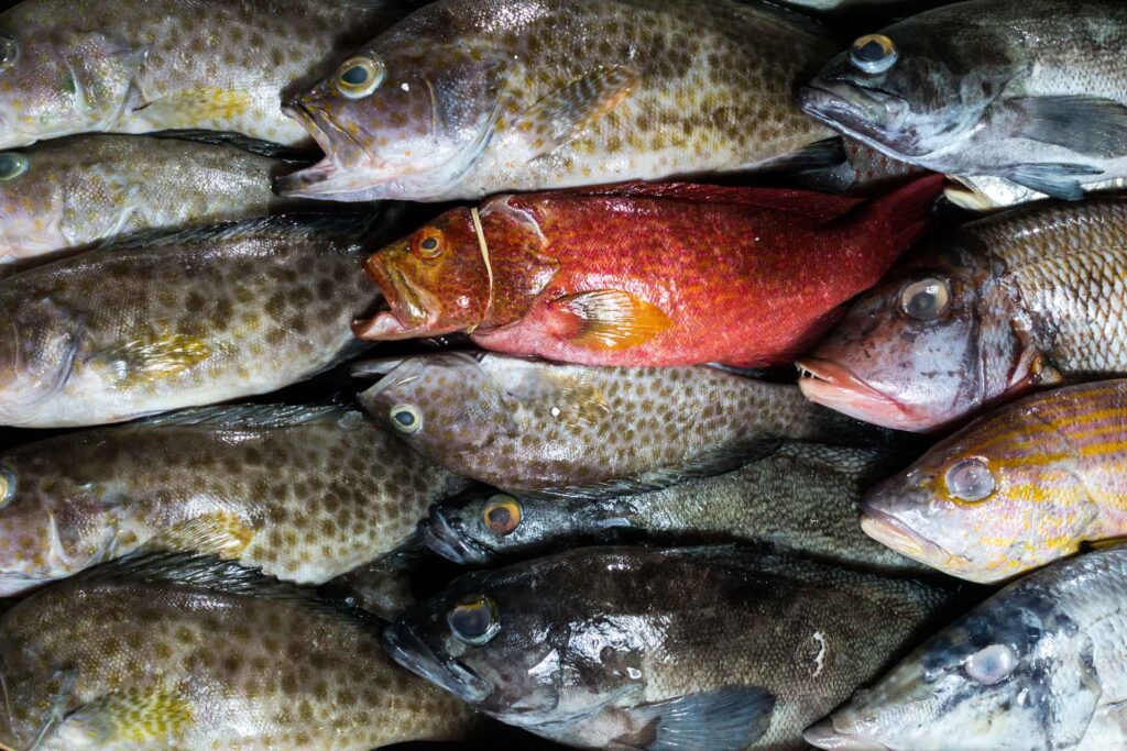 About Us – Godrej Fish Feeds